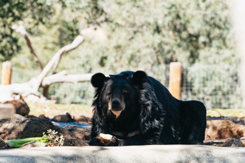 Alpine: Lions Tigers & Bears Animal Sanctuary Guided Visit - The Itinerary and What You’ll See