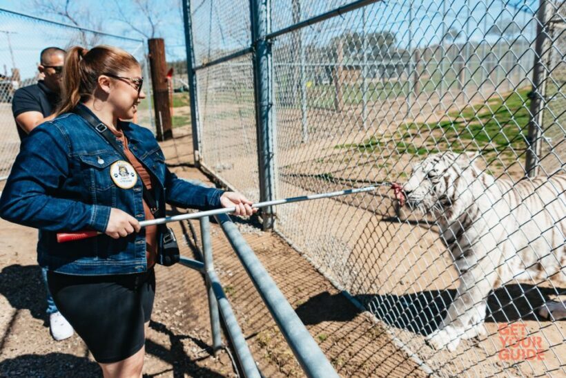 Alpine: Lions Tigers & Bears Sanctuary Visit and Feeding - Key Points
