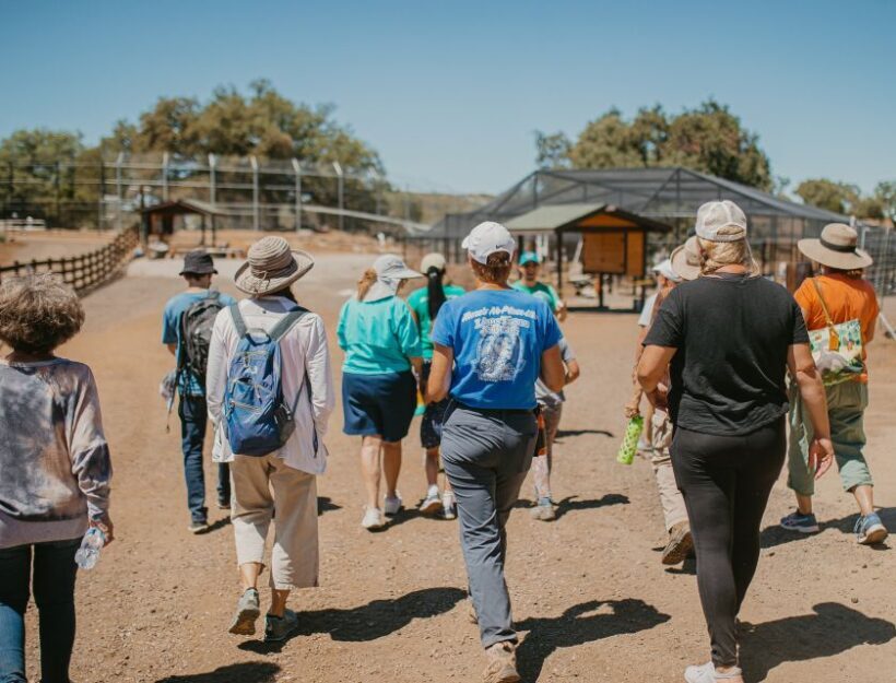 Alpine: Lions Tigers & Bears Sanctuary Visit and Feeding - What to Expect During Your Sanctuary Visit