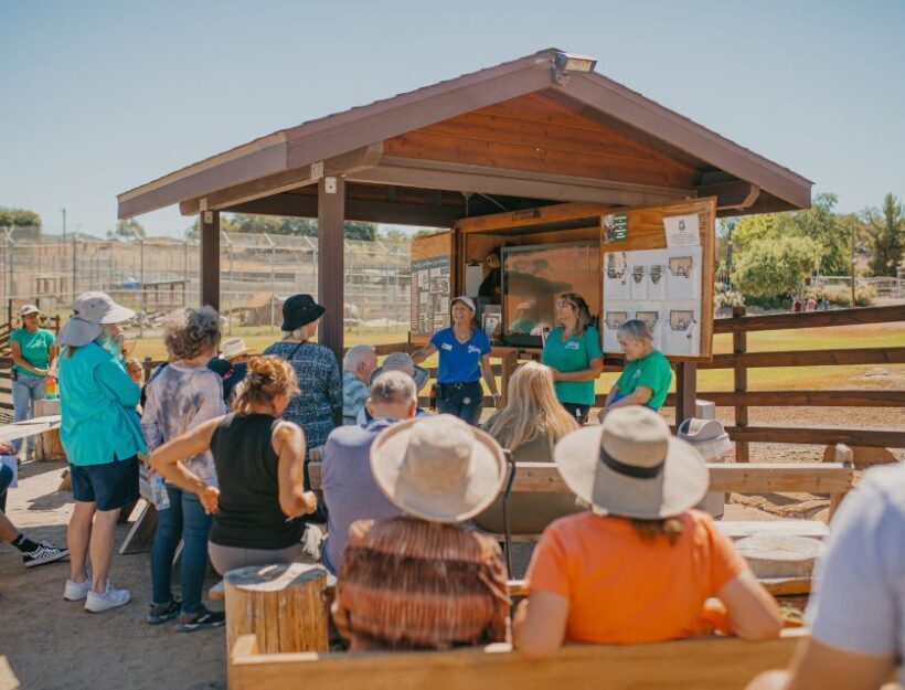 Alpine: Lions Tigers & Bears Sanctuary Visit and Feeding - Analyzing the Value