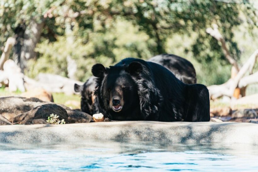 Alpine: Lions Tigers & Bears Sanctuary Visit and Feeding - Who the Experience Is Best For