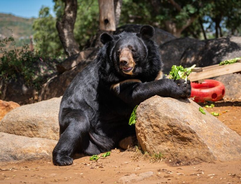 Alpine: Lions Tigers & Bears Sanctuary Visit and Feeding - The Sum Up
