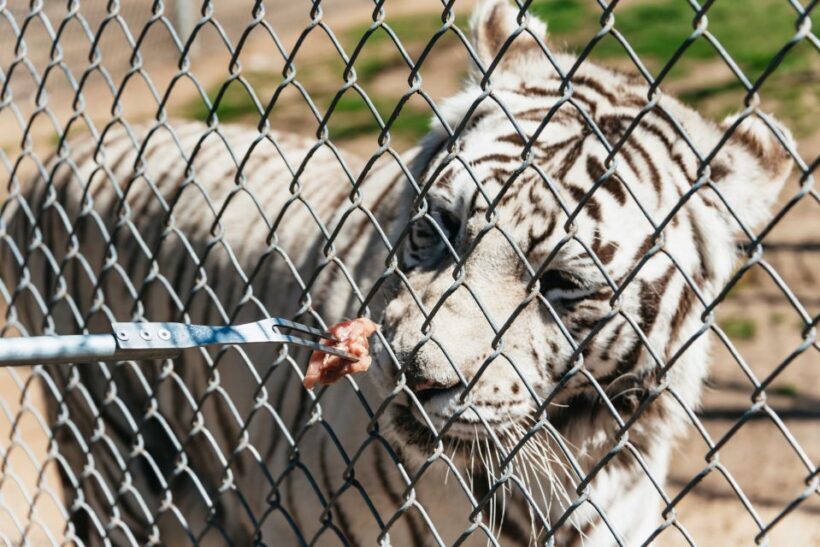 Alpine: Lions Tigers & Bears Sanctuary Visit and Tour - The Sanctuary and Its Rescues