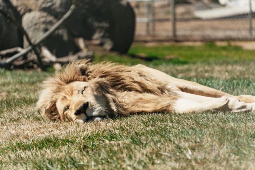 Alpine: Lions Tigers & Bears Sanctuary Visit and Tour - Practical Details: Cost, Duration, and Booking