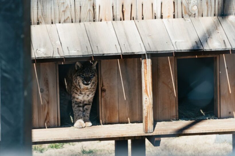 Alpine: Lions Tigers & Bears Sanctuary Visit and Tour - Who Will Appreciate This Tour?
