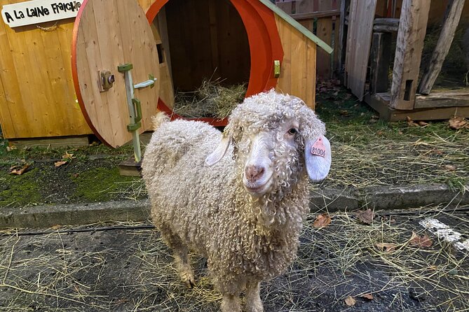 Alsace Christmas Markets & Fairy Tale Villages Private Tour From Strasbourg - Exploring Medieval Gems: Riquewihr and Eguisheim