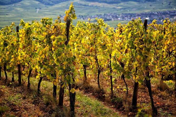 Alsace Wine Route Wineries & Tasting Small Group Guided Tour From Strasbourg - Logistics and Requirements