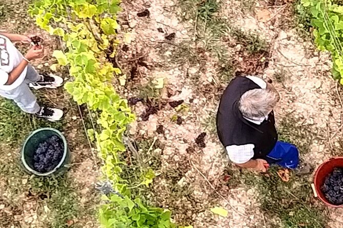 Alsace Wine Tour and Medieval Villages. Small Group Guided Tour - Viticulture and Wine Tastings