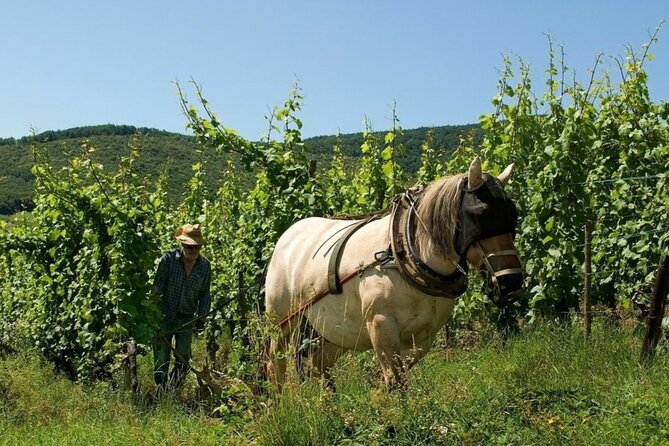Alsace Wine Tour and Medieval Villages. Small Group Guided Tour - Included Features