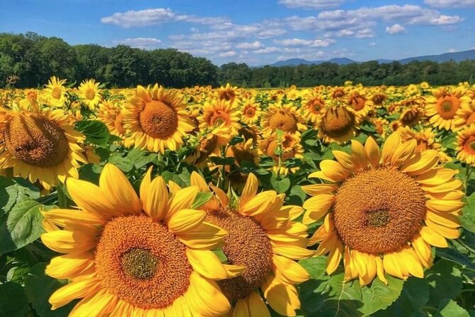 Alsace Wine Tour and Medieval Villages. Small Group Guided Tour - Pricing and Cancellation