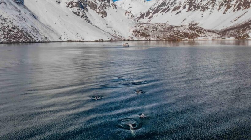 Alta: Altafjord Whale Watching in a Heated Boat - The Itinerary in Detail