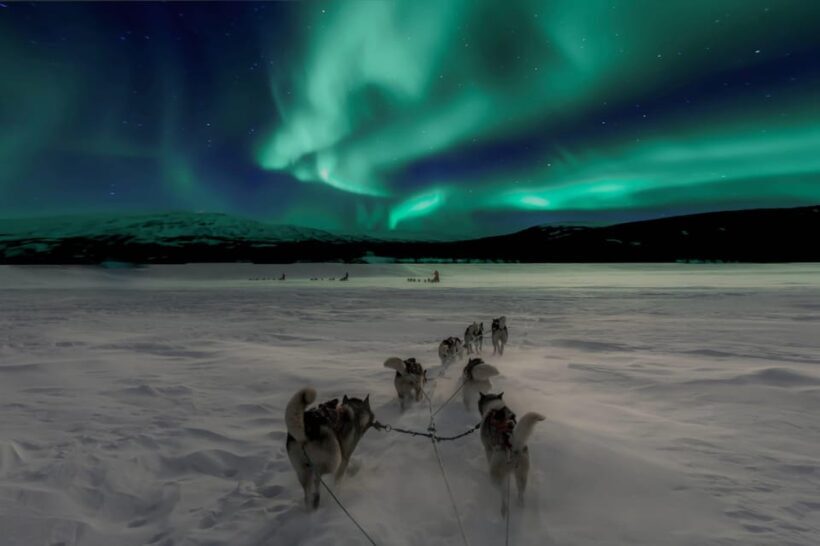 Alta: Dog Sledding Trip under the Northern Lights - The Itinerary: What to Expect on Your Dog Sledding Day