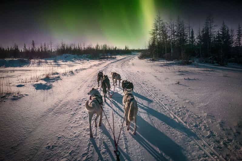 Alta: Dog Sledding Trip under the Northern Lights - The Experience of a Lifetime — Authenticity and Connection