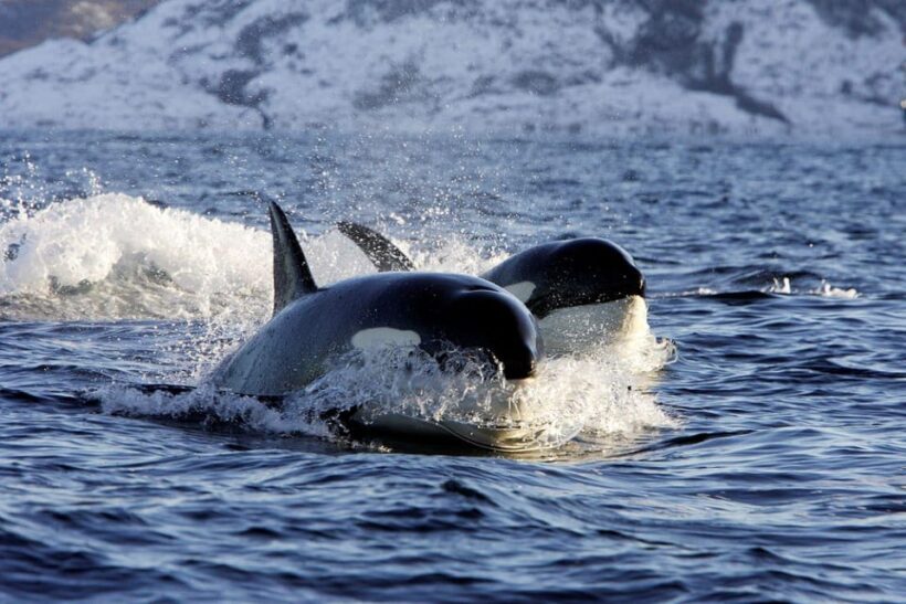 Alta Fjord: Private Whale Watching Tour - Final Thoughts