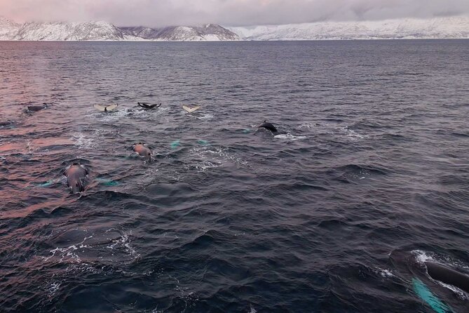 Alta Fjord Whale Watching on a Heated Boat - The Experience for Different Travelers