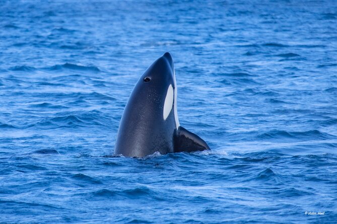 Alta Fjord Whale Watching on a Heated Boat - Final Thoughts: Is It Worth It?