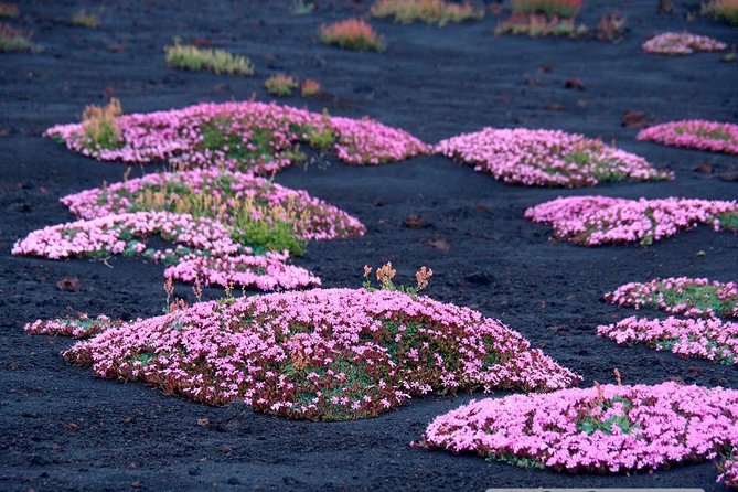 AltaQuota Trek - The Wonders of Sicilys Mount Etna
