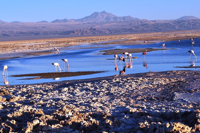 Altiplanic Lagoons & Piedras Rojas Tour From San Pedro De Atacama - Itinerary and Activities