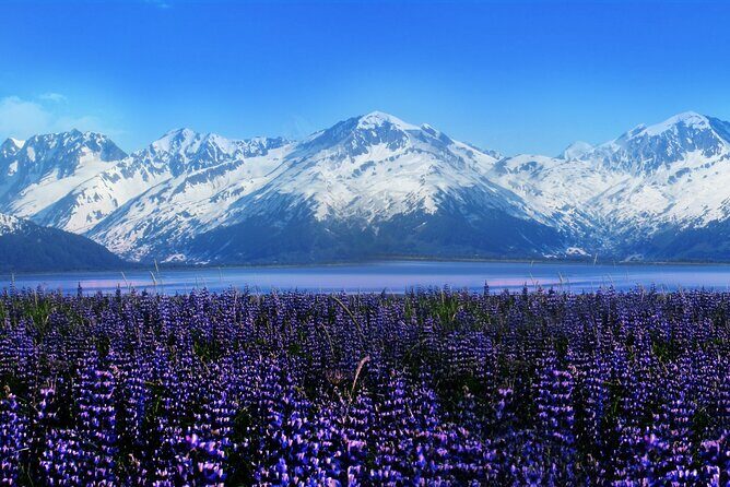 Alyeska/Girdwood Express - Why Choose This Shuttle Over Other Options?