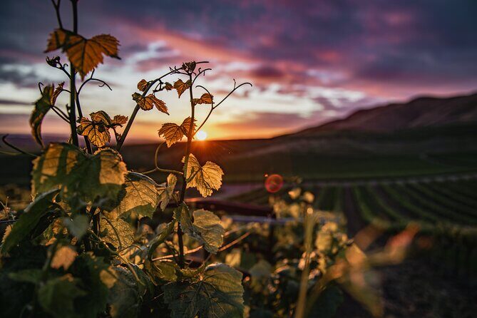 Amador County Self-Guided Wine Tour - Introduction