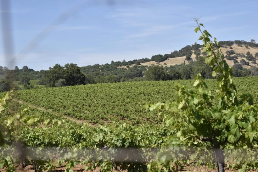 Amador County Wine Tasting Tour Private Tour 1 To 14 Group - Final Thoughts