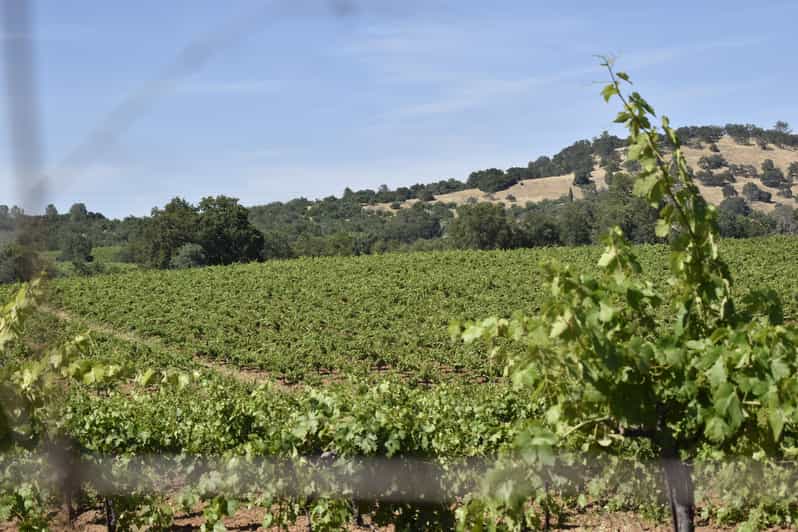 Amador County Wine Tasting Tour Private Tour 1 To 14 Group - Key Points
