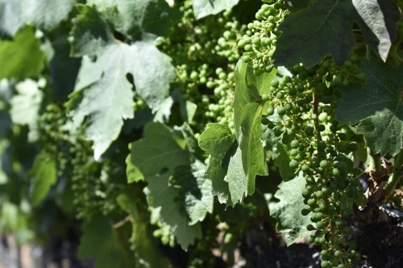 Amador County Wine Tasting Tour Private Tour 1 To 14 Group - How the Tour Works