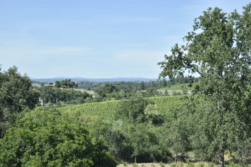 Amador County Wine Tasting Tour Private Tour 1 To 14 Group - What to Expect at the Wineries