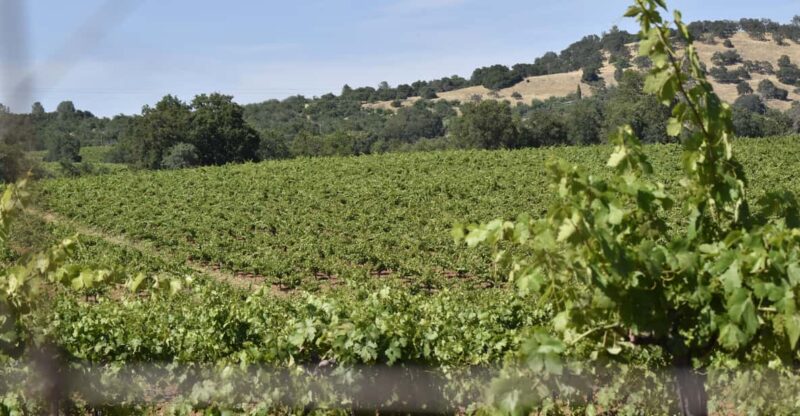 Amador County Wine Tasting Tour Private Tour 1 To 14 Group - The Sum Up