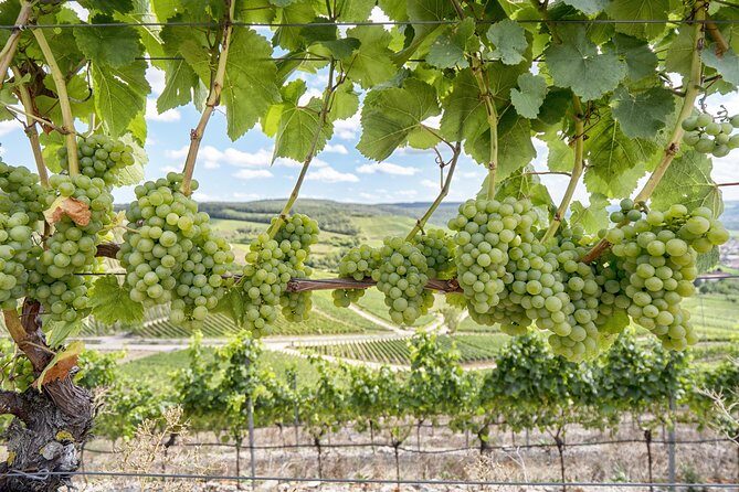 Amador County Wine Tasting Tours max 14 pax Private Wine Tours - An In-Depth Look at the Tour Experience