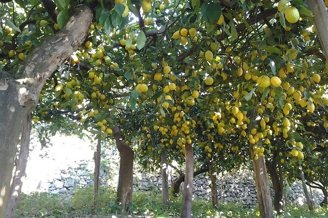 Amalfi Coast - Maiori: Path of Lemons Tour With Tasting - Tasting Experiences at the Lemon Farm