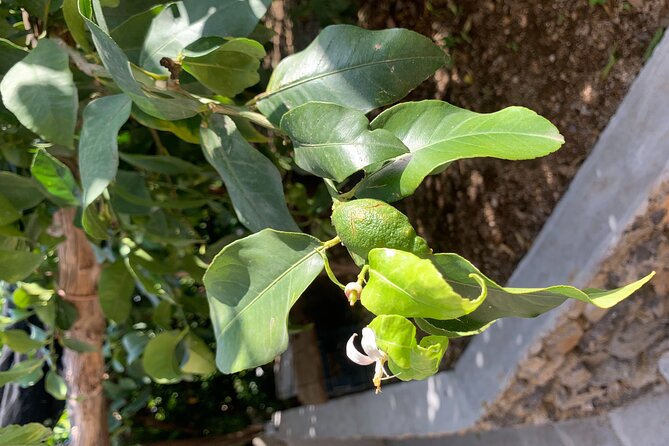 Amalfi Coast - Maiori: Path of Lemons Tour With Tasting - Recommendations for Comfort and Preparation