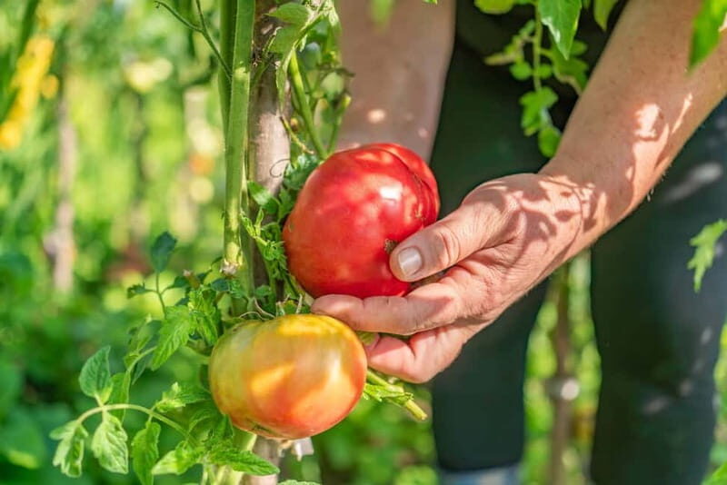Amalfi Coast: Pizza & Mozzarella Class with Farmhouse visit - What’s Truly Special About This Tour?