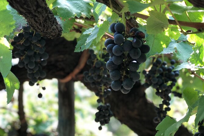 Amalfi Coast Private Tour With Amalfi Ravello and Wine Tour From Positano - What to Know Before You Go: Tour Details