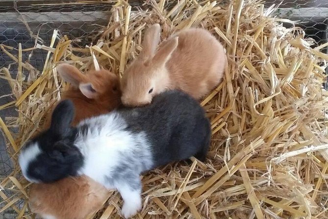 Amalfi Coast & Sorrento Cooking Class School at Farmhouse - Taking in the Farmhouse Experience