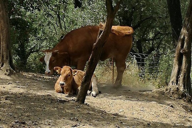 Amalfi Coast & Sorrento Cooking Class School at Farmhouse - Exploring the Organic Produce