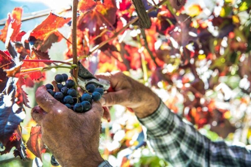 Amalfi Coast vintage tour with cheese and wine tasting - A Well-Balanced Tour for Authentic Experiences