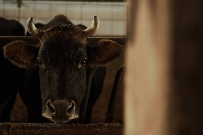 Amalfi Coast vintage tour with cheese and wine tastings - Who Will Enjoy This Tour?