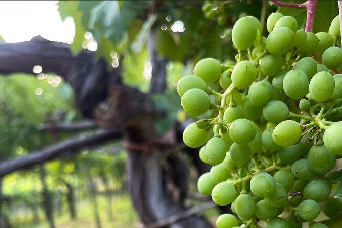 Amalfi Coast vintage tour with cheese and wine tastings - The Sum Up: Why This Tour is Worth Considering