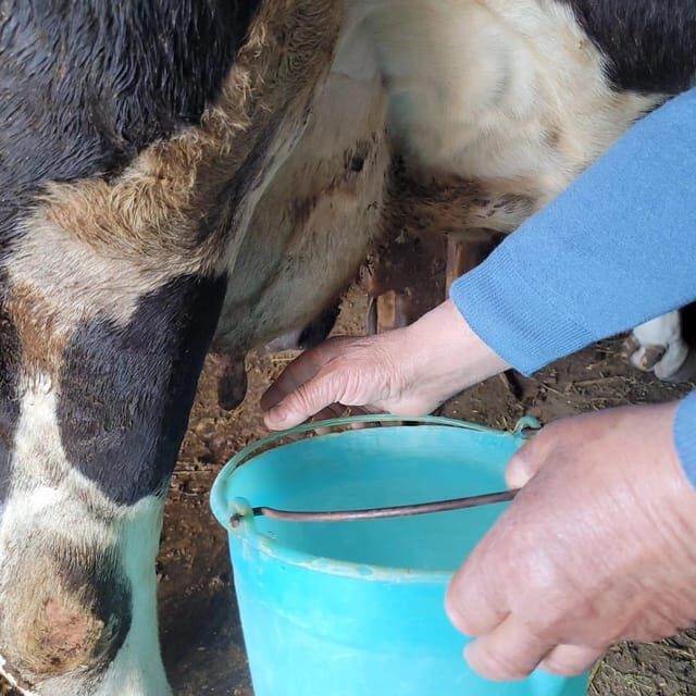 Amalfi: Learn how to make pasta, mozzarella and tiramisù! - The Wine and Farm Tour