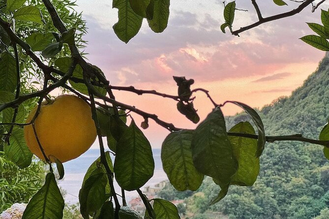 Amalfi Lemon Tour & Tasting in the Historical Garden - Exploring the Historical Garden
