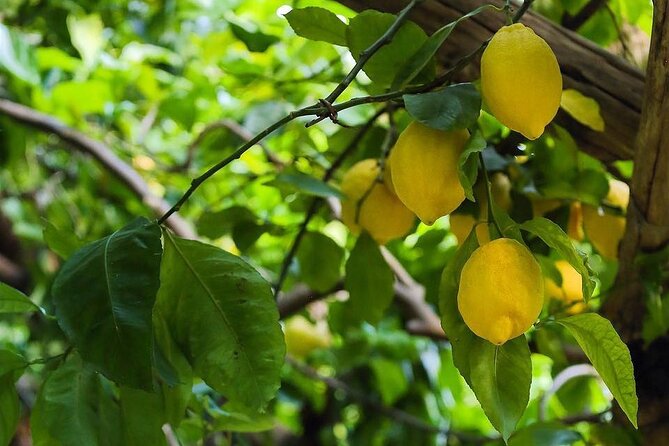 Amalfi Lemon Tour & Tasting in the Historical Garden - Traveler Requirements and Accessibility