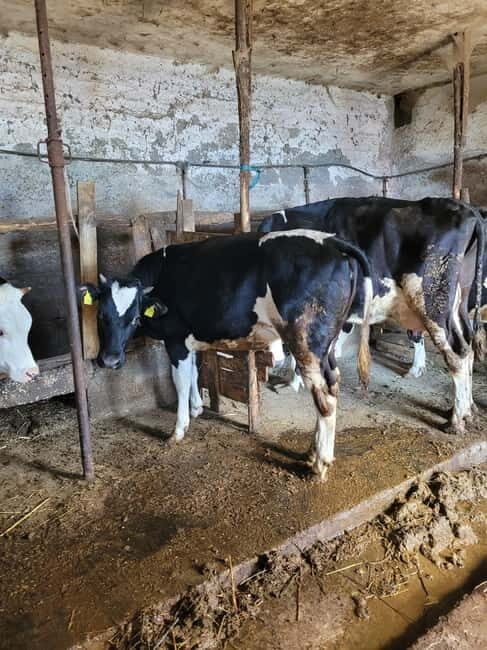 Amalfi: Milk the cows, Make Pasta, Mozzarella and Tiramisù! - Key Points