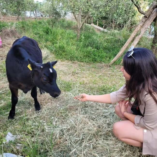 Amalfi: Milk the cows, Make Pasta, Mozzarella and Tiramisù! - Why You’ll Love This Experience