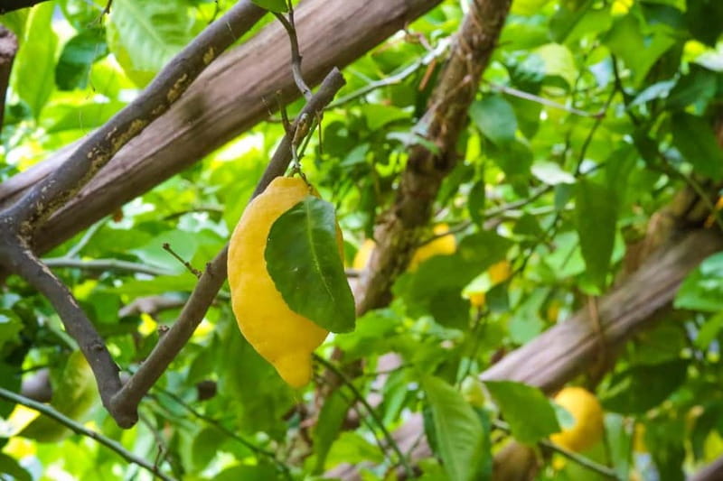 Amalfi Organic Lemon Tour & Wine Tasting + Dinner or Lunch - Authenticity and Review Highlights