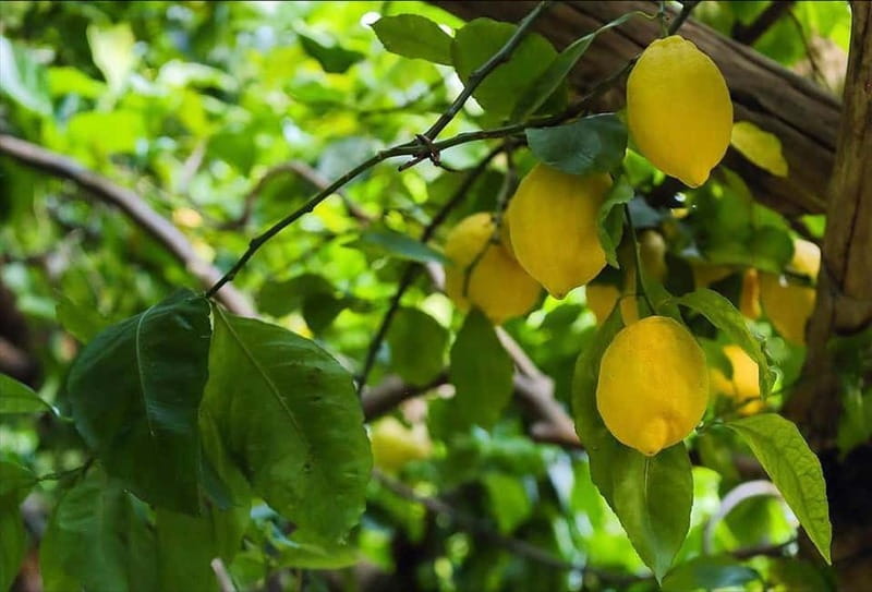 Amalfi Organic Lemon Tour & Wine Tasting + Dinner or Lunch - The Sum Up