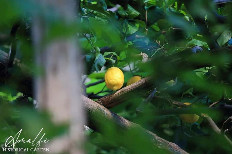 Amalfi Organic Lemon Tour & Wine Tasting + Dinner or Lunch - FAQ