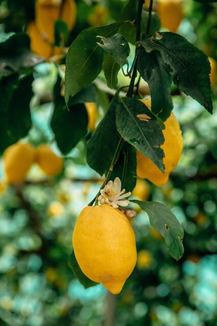 Amalfi: Vertical Lemon Farm Tour, Tastings, and Rural Museum - A Closer Look at What You Can Expect