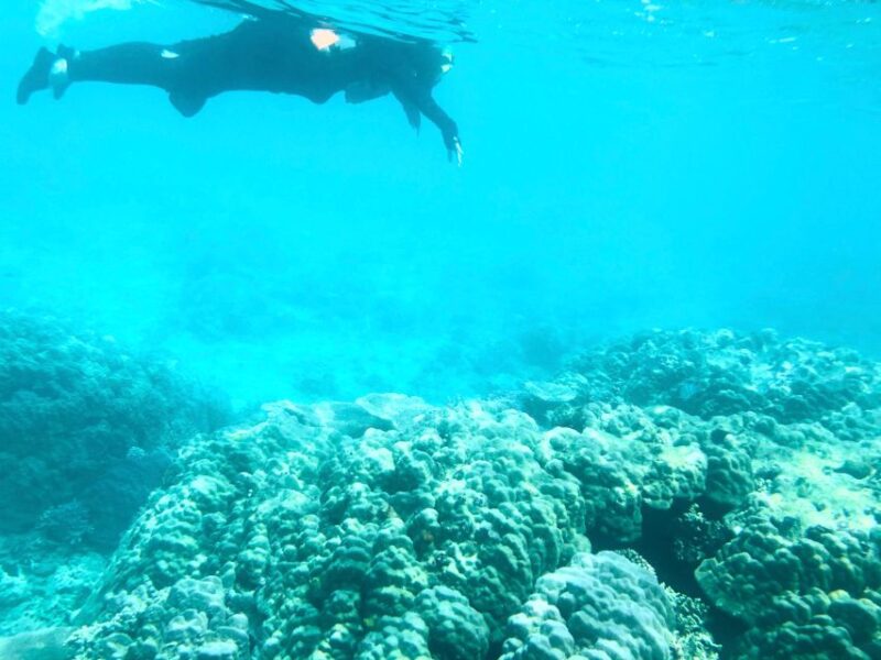 Amami Black Current Private Kayak Tour - Experience Highlights