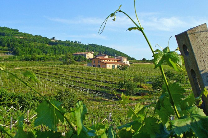 Amarone-Soave Wine Tour. Visit Verona. From Venice - Traveler Reviews